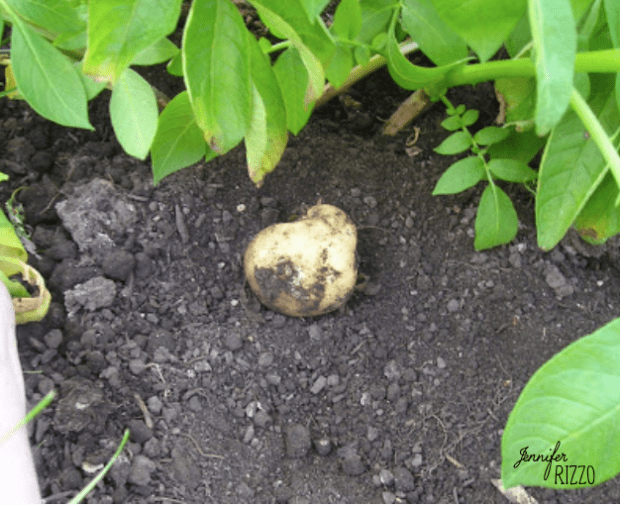 How to Grow Your Own Potatoes - Jennifer Rizzo