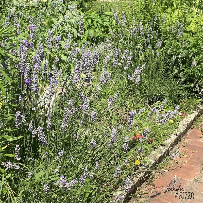How to grow Lavender in sandy adn well drained soil Jennifer Rizzo ...