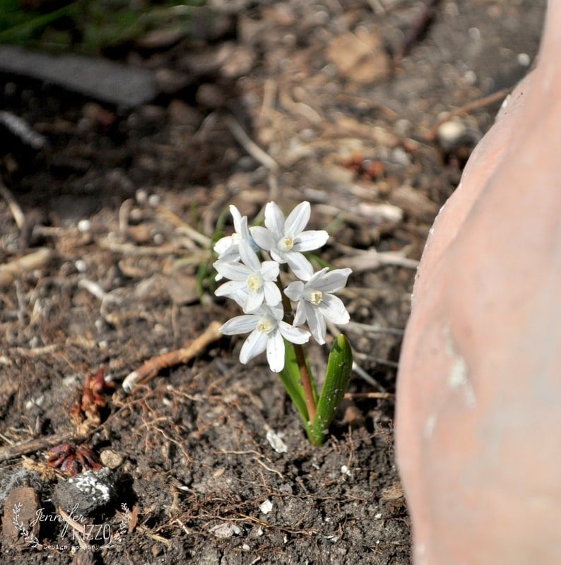 Illinois Spring flowers - Jennifer Rizzo