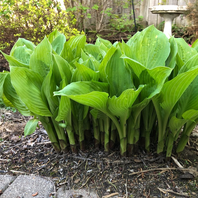 How to Divide Hosta - Jennifer Rizzo