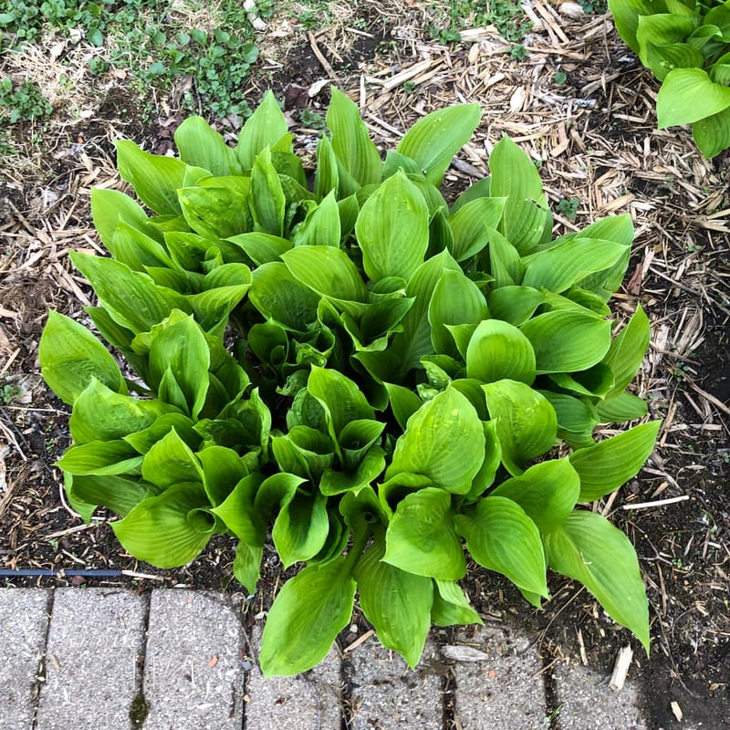 How to Divide Hosta - Jennifer Rizzo