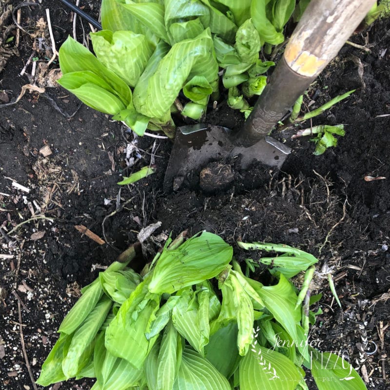 How to Divide Hosta - Jennifer Rizzo