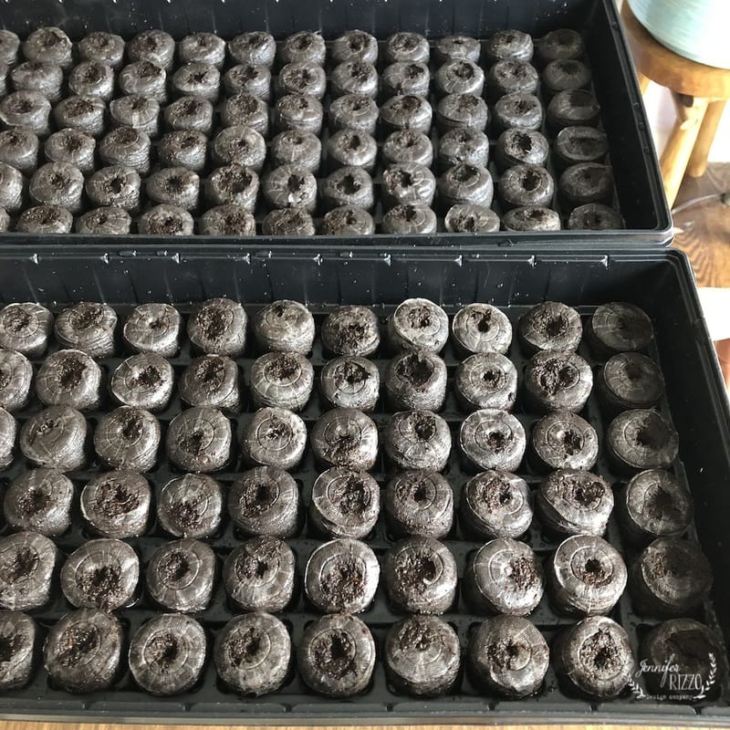 How to Start Seeds Indoors with Peat Pellets in a Planting Tray ...