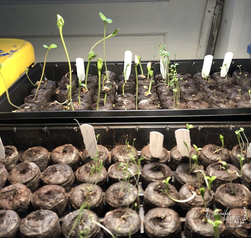 How to Start Seeds Indoors with Peat Pellets in a Planting Tray ...