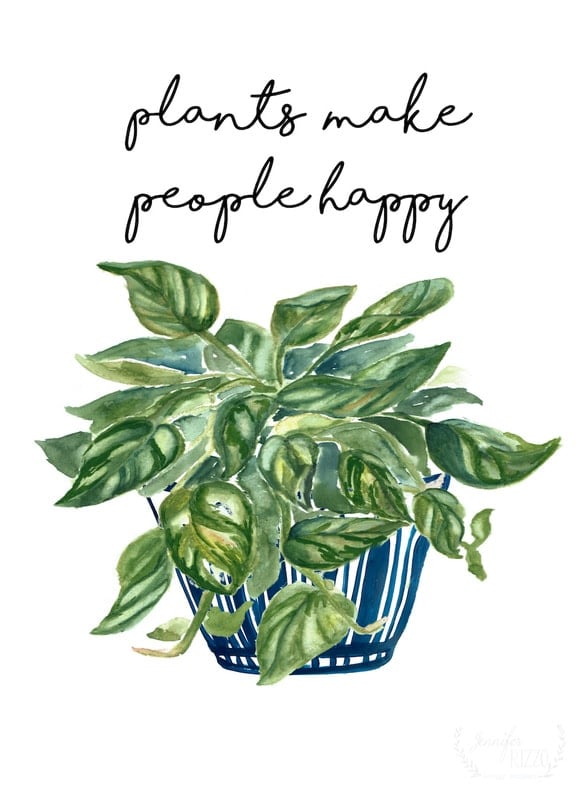 3 Easy to Care for Houseplants and Free Plant Printable - Jennifer Rizzo