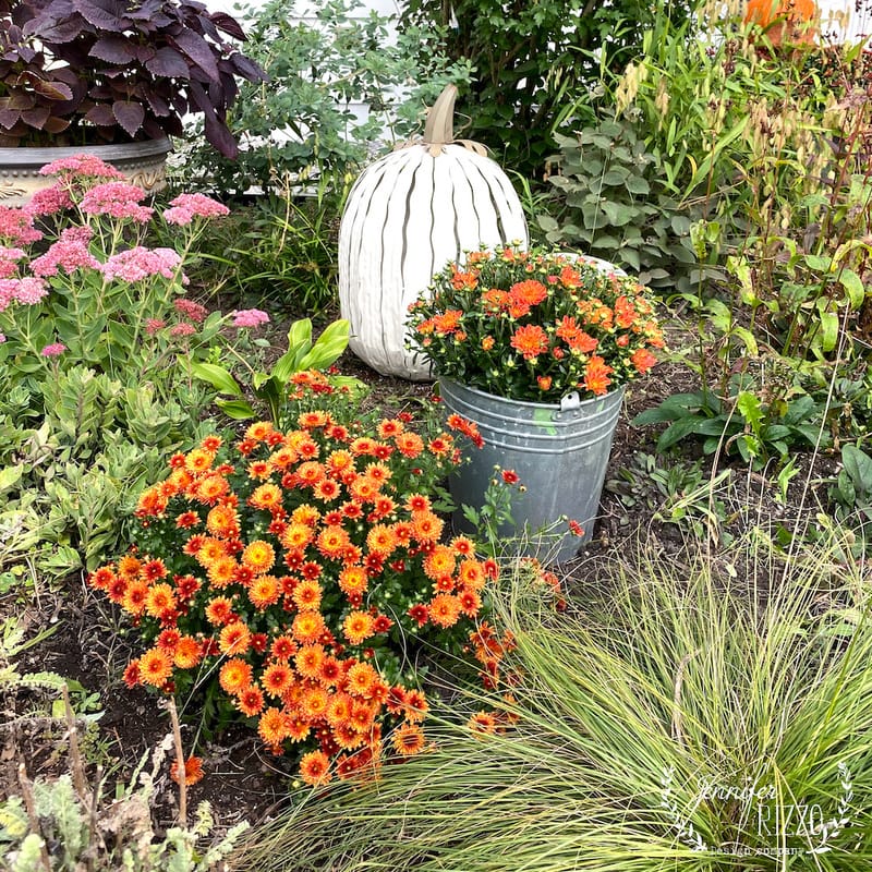 How to Prune Mums for Beautiful Autumn Blooming Color - Jennifer Rizzo