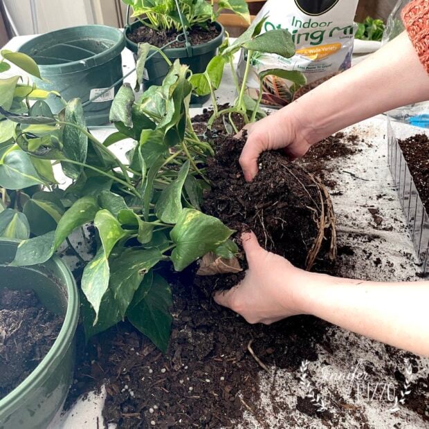 How to Divide Pothos Plants - Jennifer Rizzo