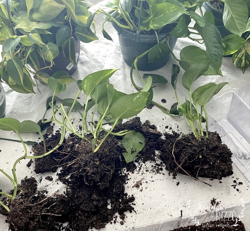 How to Divide Pothos Plants - Jennifer Rizzo